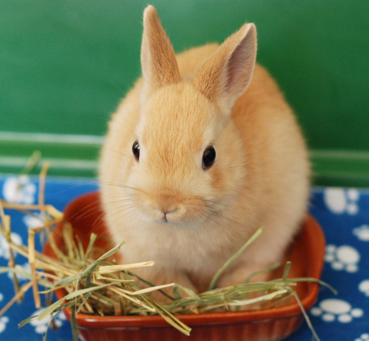 Dental Health CARE TIP #1 – American Pet Diner